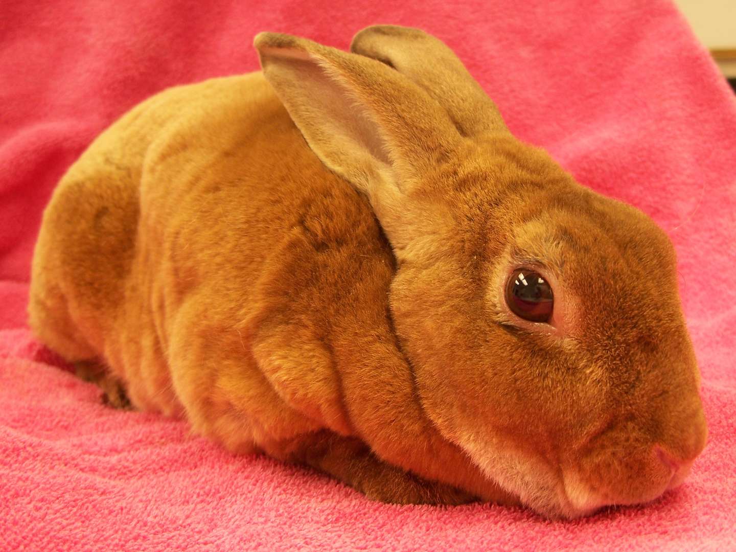 All Creatures Family Pet Hospital